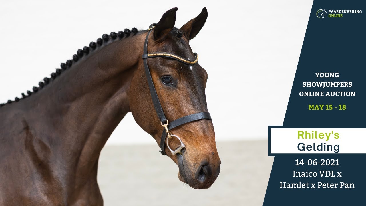 Rhiley's - Young Showjumpers Online Auction - Paardenveilingonline.com ...
