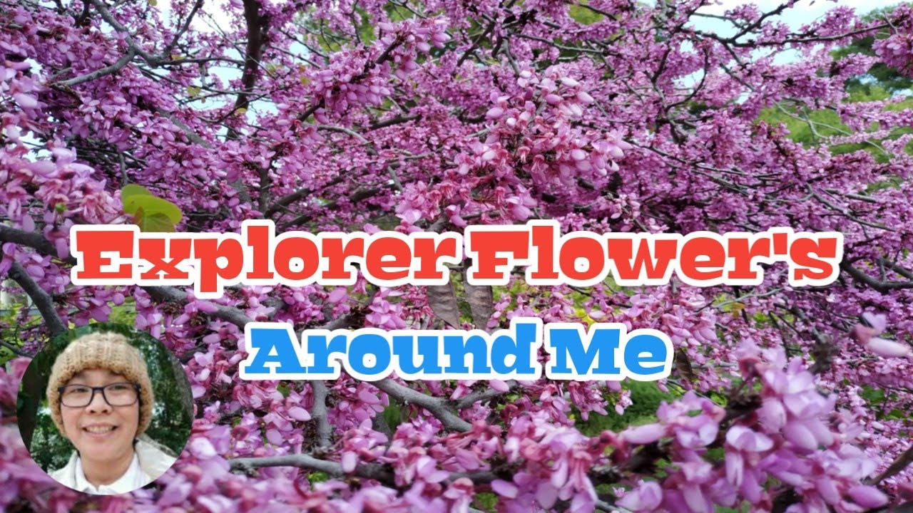 Explorer Flower's Around Me - YouTube