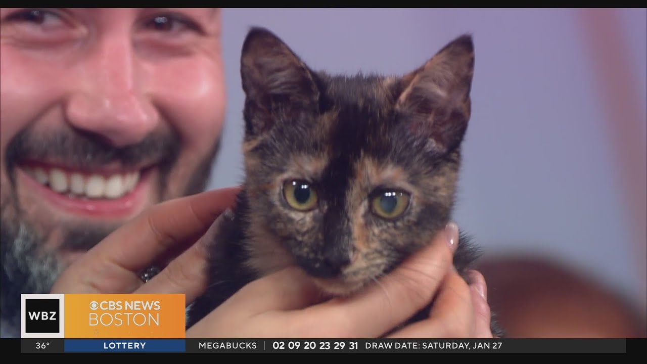 Pet Parade: The Cat Connection - YouTube