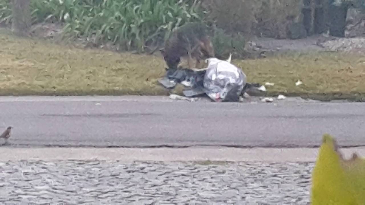 Perro rompiendo basura - YouTube