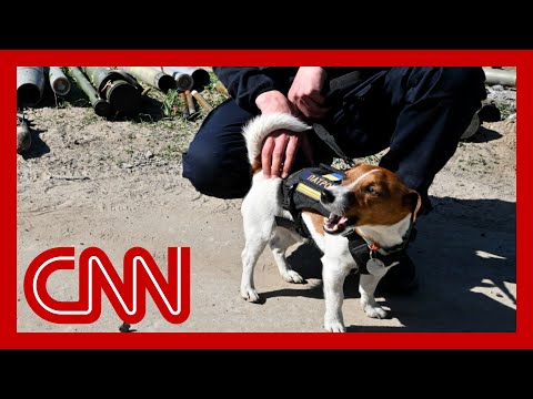 Bomb-sniffing dog called hero after uncovering over 200 Russian bombs