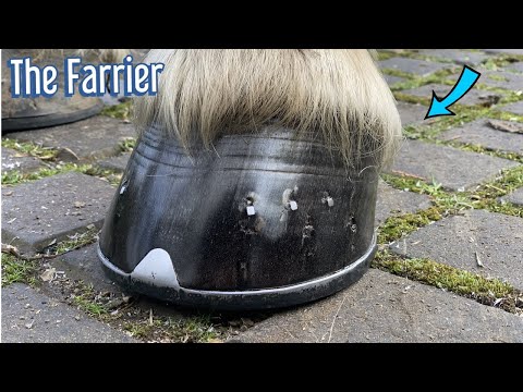 Horseshoeing   Rupert    [Farrier/Blacksmith]