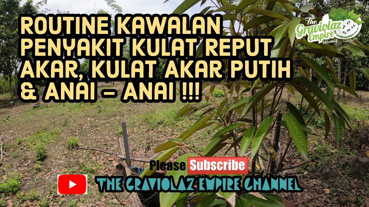 Routine Kawalan Penyakit Kulat Reput Akar, Kulat Akar Putih & Anai ...