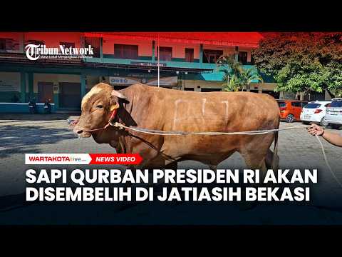 Sapi Qurban Presiden RI Berat 1,2 Ton Akan Disembelih di Jatiasih Bekasi