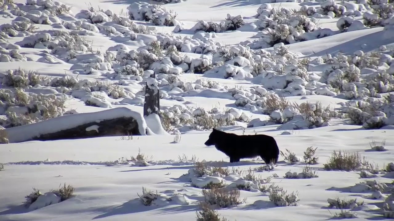Yellowstone Lamar Canyon Pack 926F and Small Dot - YouTube