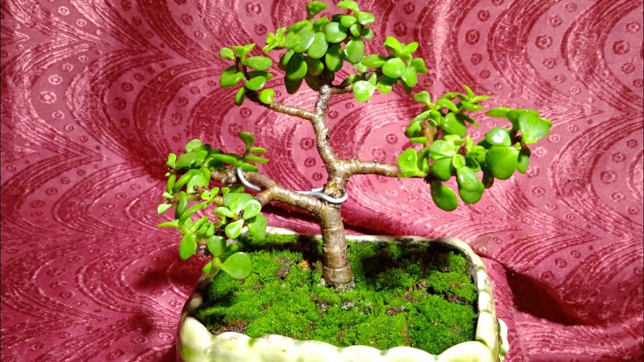 mame jade bonsai update.(short) - YouTube