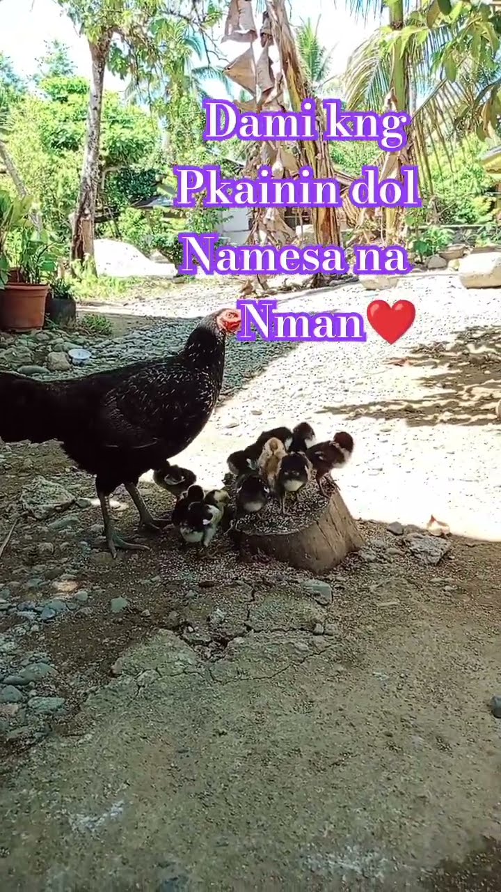 aking mga alaga #manok - YouTube