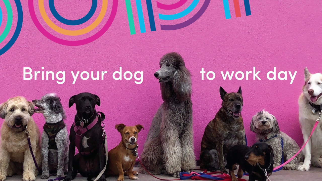 Bring your dog to work day 2019 - YouTube