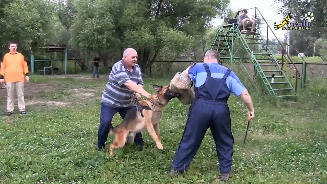 The Command Heel Two Stages Of Inurement To Mechanics - YouTube