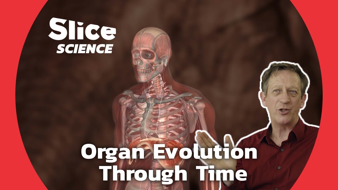 Tracing the Evolution of Our Organs from Ocean Depths to Human Form ...