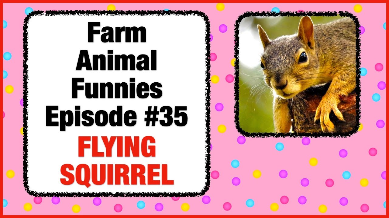 Flying Squirrel - Funny Animal Videos - Comedy Skit #35 - YouTube