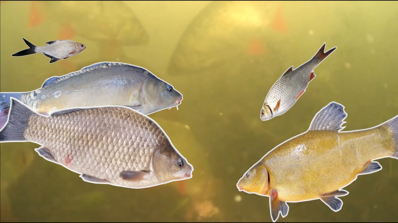 Verschiedene Friedfische im Juni 2024 [Method Feeder ...