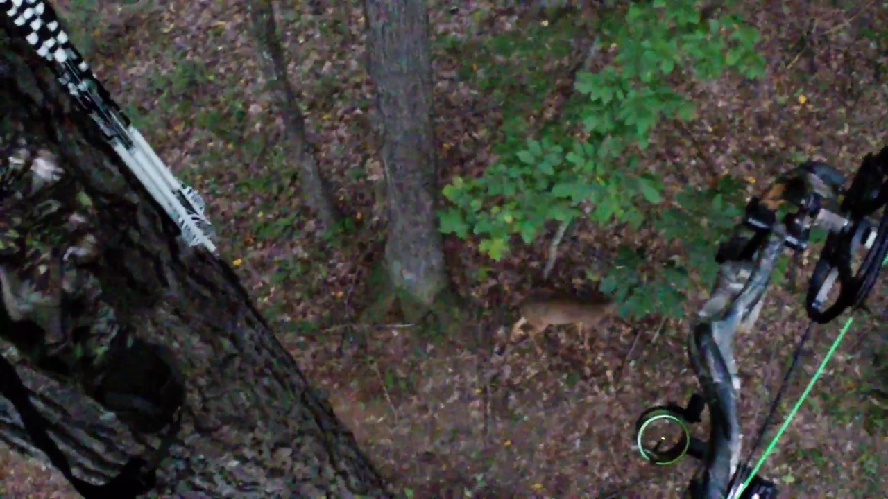 GoPro Bowhunt- 8 pointer- Slow Motion Shot - YouTube
