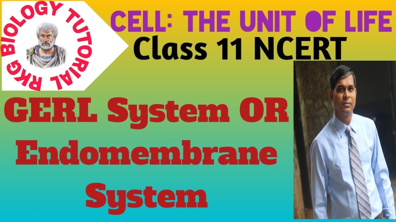 GERL System Golgibody Endoplasmic Reticulum Lysosomes system ...