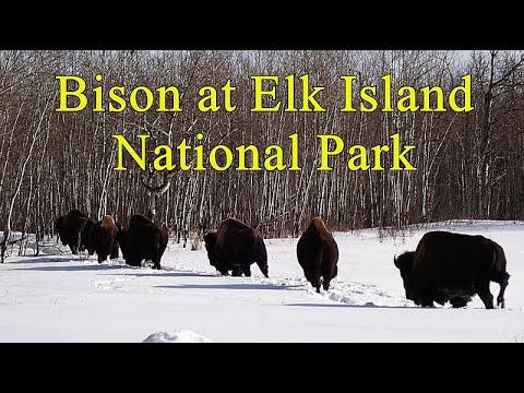 Wood Bison vs Plains Bison (Elk Island National Park, Alberta, Canada ...