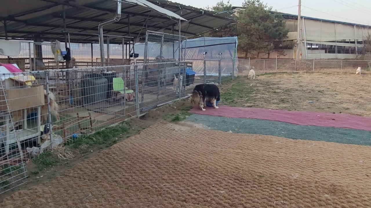 #개트럭#도살장#구조견들입양센터#사지말고입양하세요 - YouTube