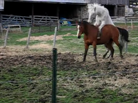 Mating Horses2 - YouTube