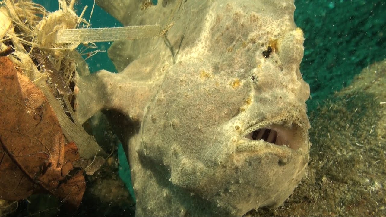 Bizarre Anglerfische der Lembeh-Strait - Frogfish of Lembeh - YouTube