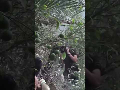 The Fruit of Human Wars! #shorts #peace #globalpeace