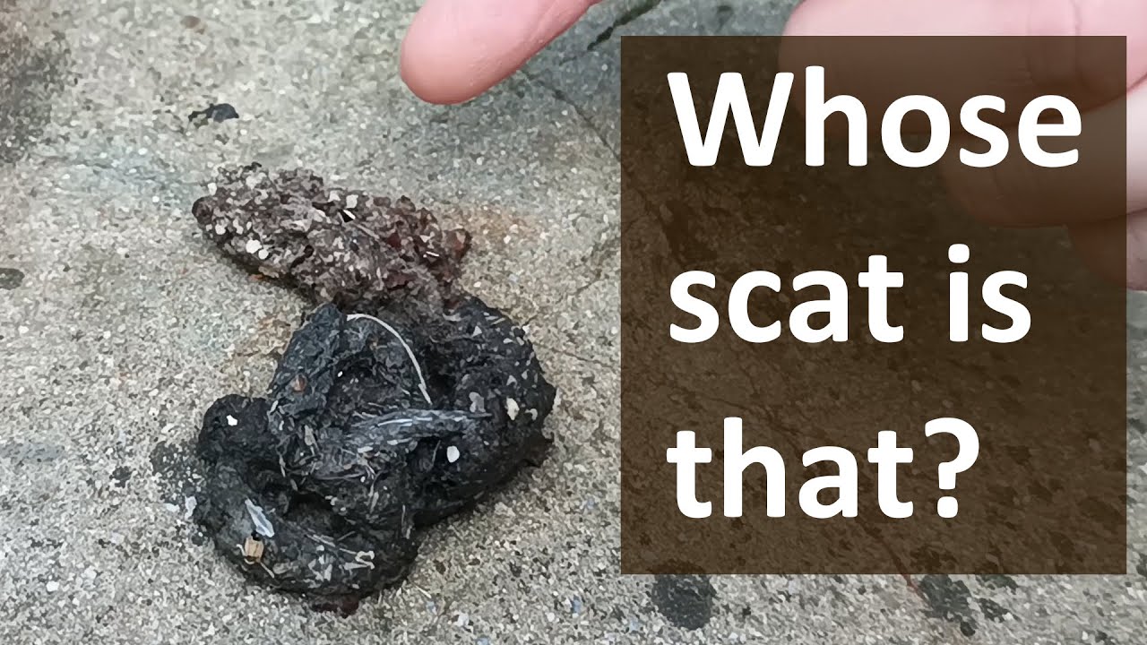 How to identify pine marten scat - one of the carnivore tracks and ...