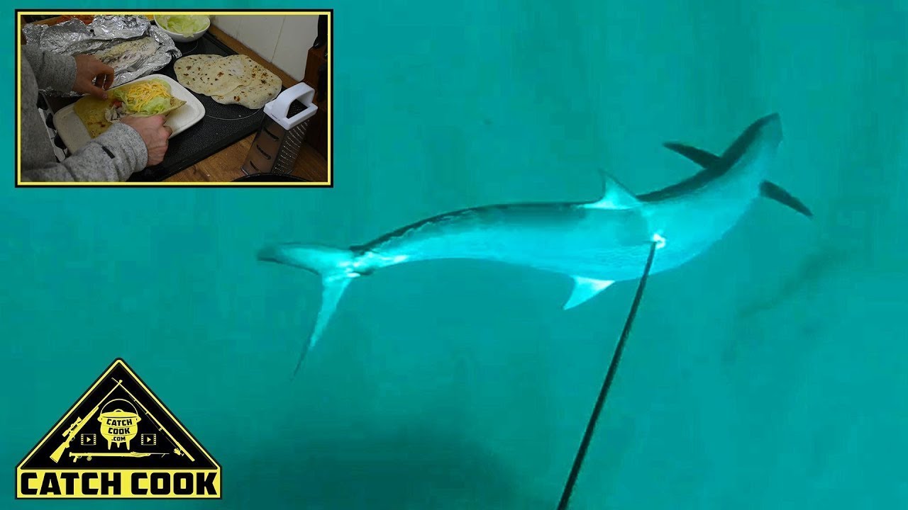 Spearfishing Barracouta [Catch Clean Cook] The Bluff Durban - YouTube