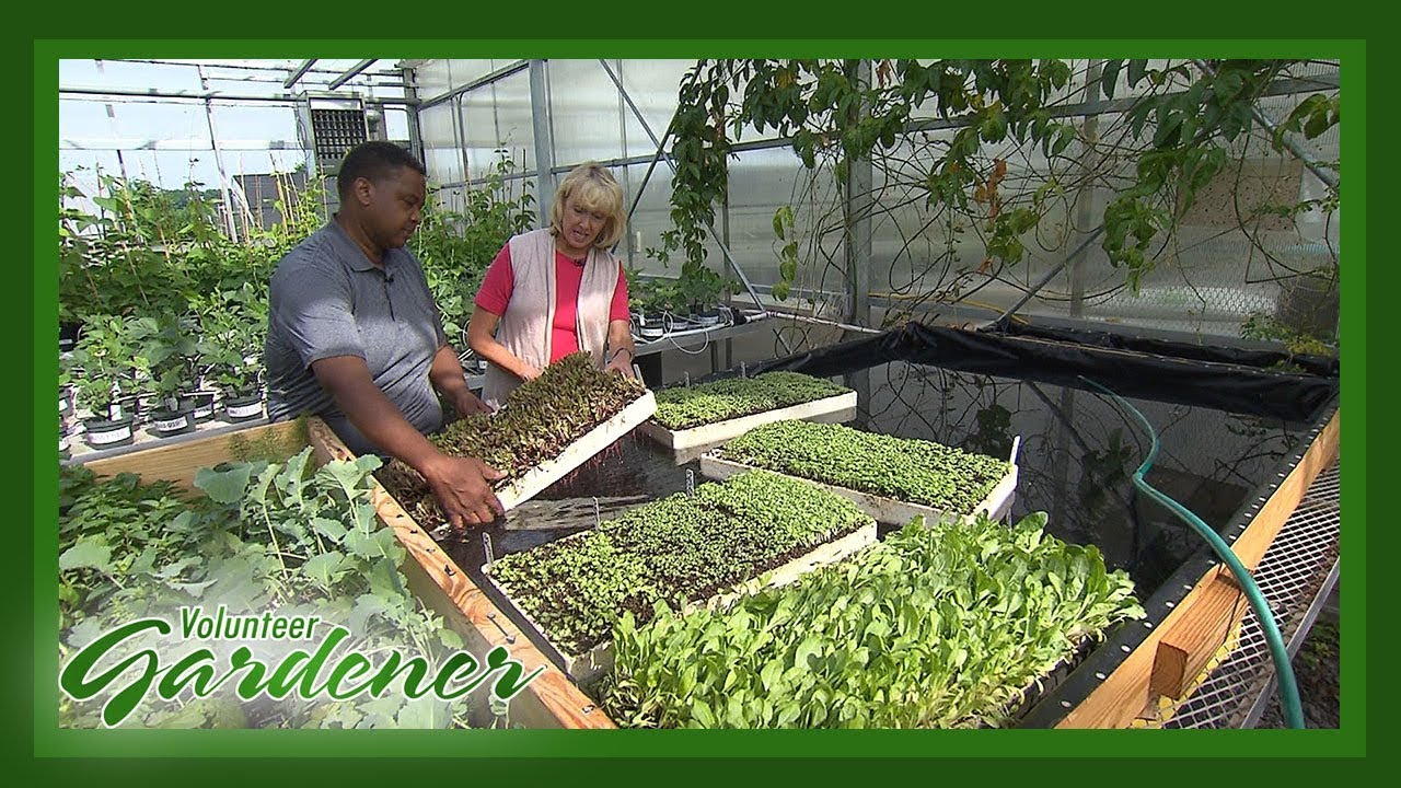 Reggie's Veggies | Volunteer Gardener - YouTube