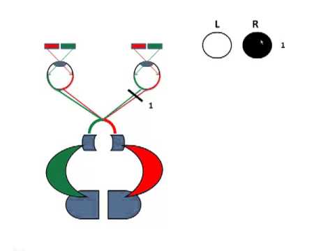Visual pathways - YouTube