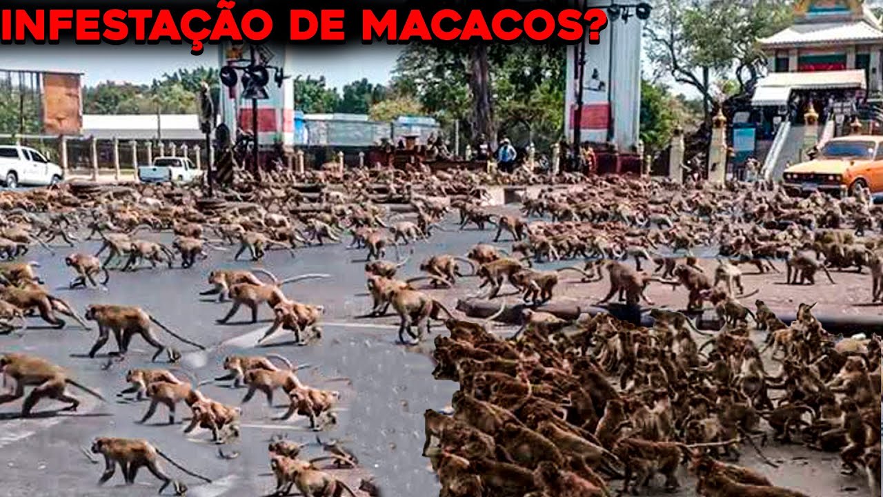 PORQUE ESSA CIDADE FICOU INFESTADA DE MACACOS? - YouTube