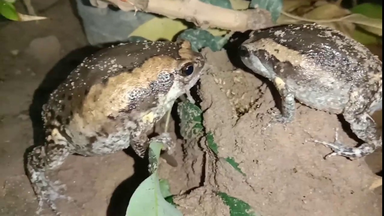 Banded Bullfrog Eating Termite Food, សត្វហ៊ីងស៊ីមេភ្លៀង - YouTube