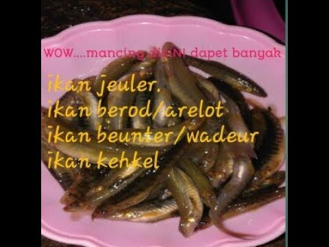 Spot bekas banjiir.dapet banyak ikan BEROD. - YouTube
