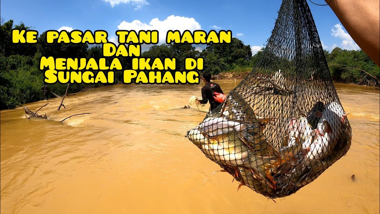 Menjala Sungai Pahang/Pasar Pagi Maran Pahang #gengdunia - YouTube