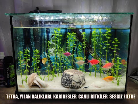 AKVARYUMUMUN SON HALİ ( Genetik Tetra, Kuhli, Karides, Cüce Vatoz, Çöpçü, Canlı Bitkiler )