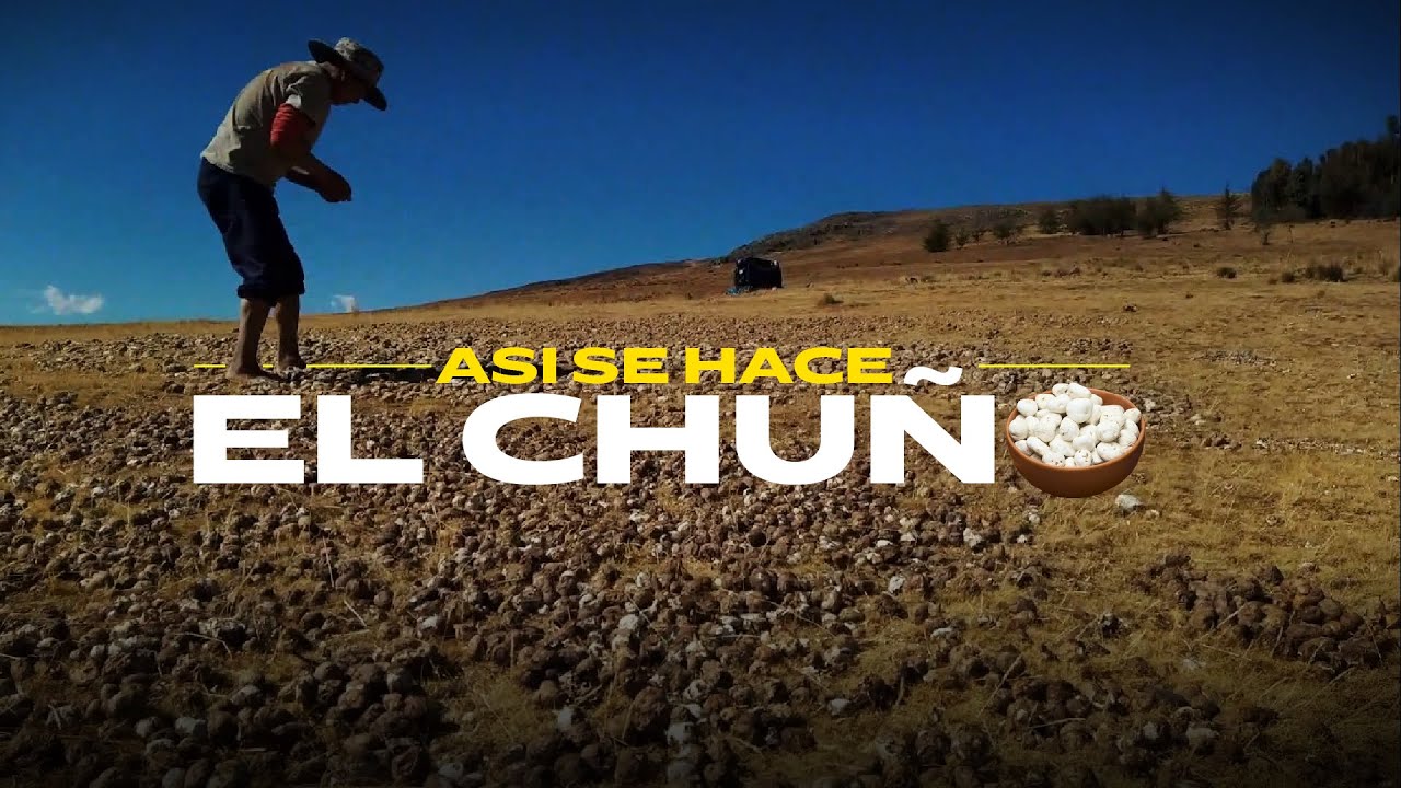 Elaboración del Chuño: ALIMENTO ANCESTRAL - YouTube