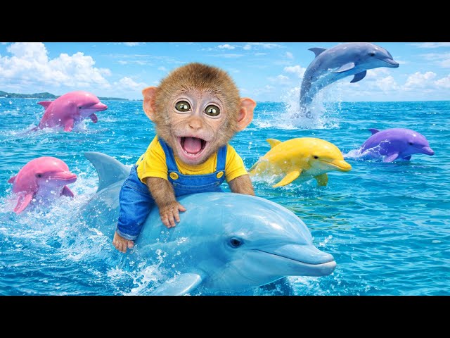 Monkey Dolphin Surprise Birth For Monkey Mia Dolphin | The West