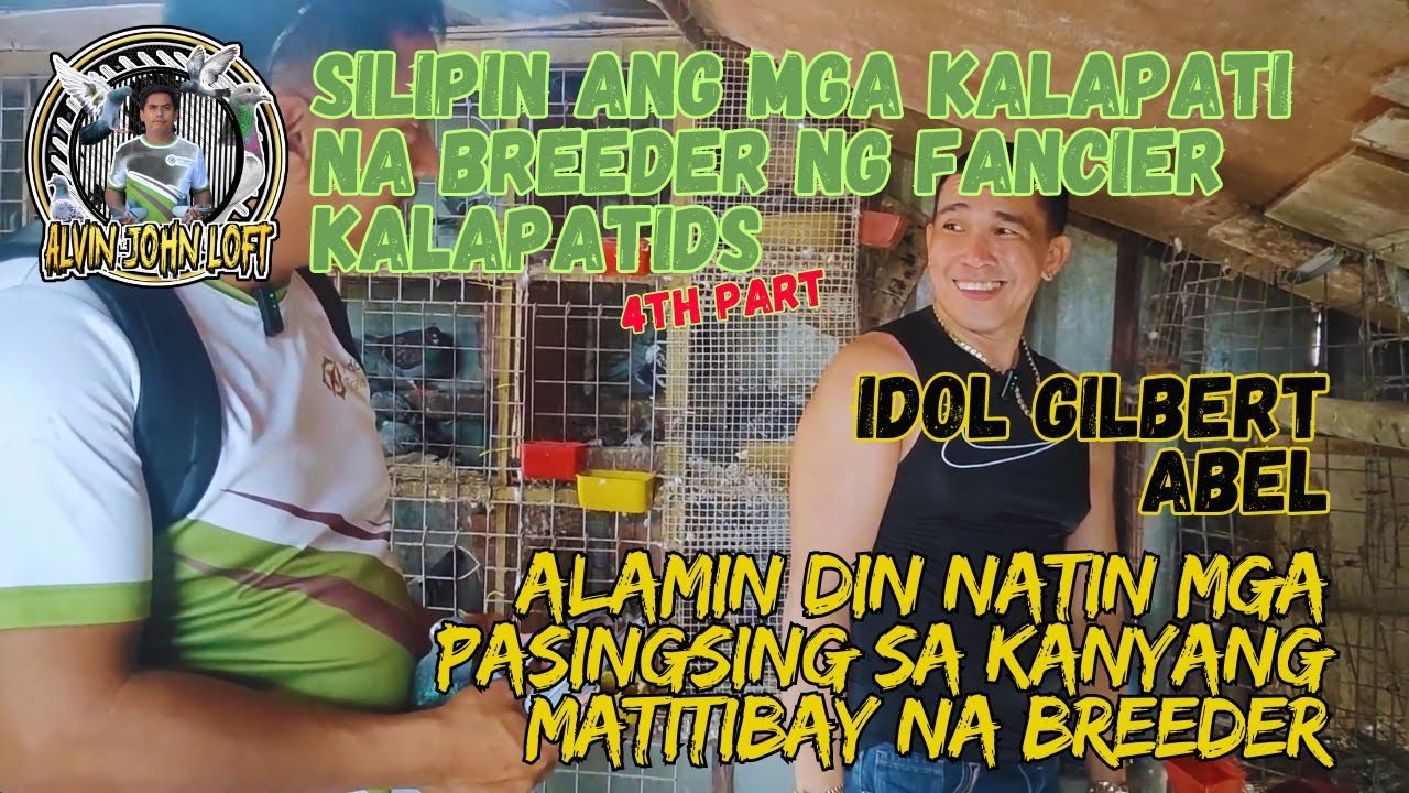 4th Video Kay idol Gilbert Abel silipin Ang Kalapati Breeder loft at ...