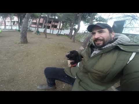 Zeytin Hanımla Tanışın | Yeni Mekan Köpek Parkı Samsun GaziPark (Çıldırdı)