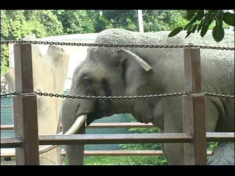 Sad Story of Billy the Elephant confined in the Los Angeles Zoo - YouTube