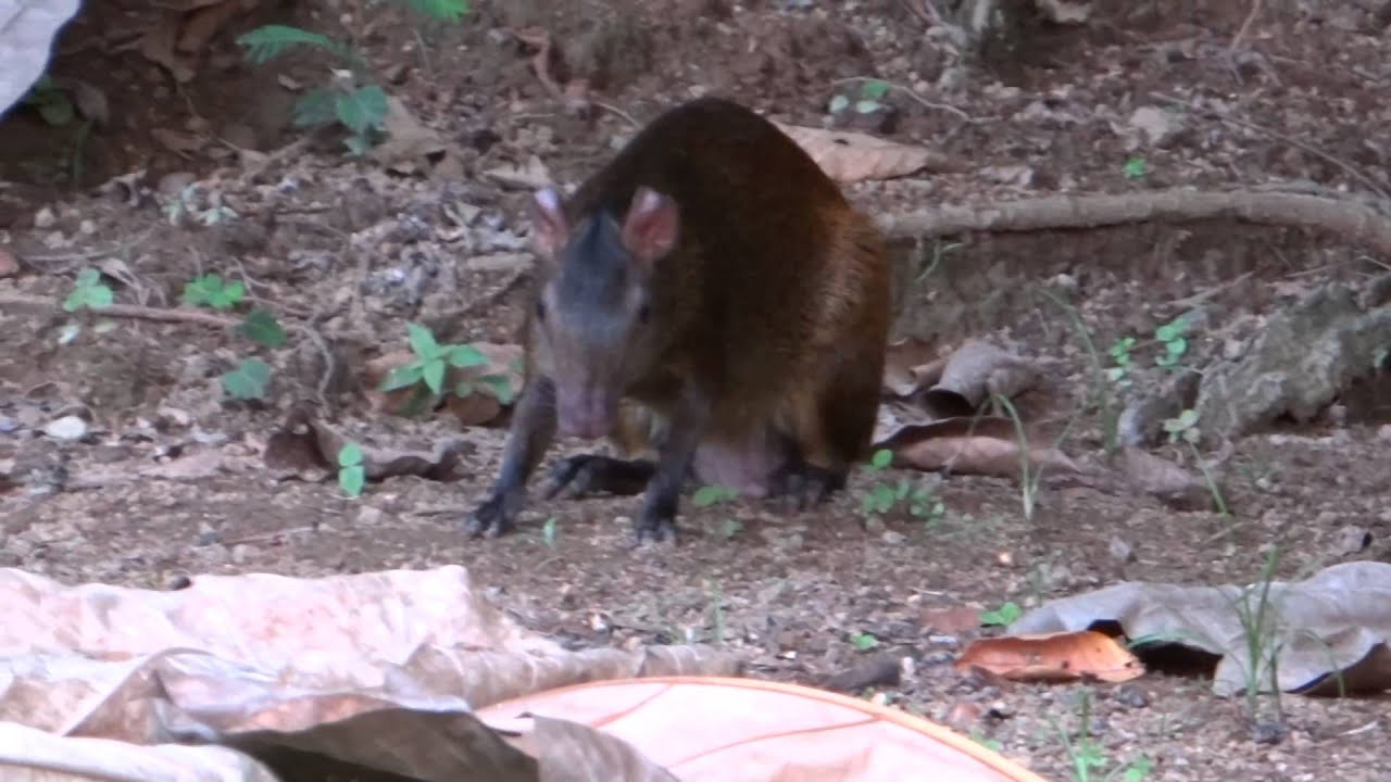 Cherenga (Guatuza) en Golfito, Costa Rica - YouTube