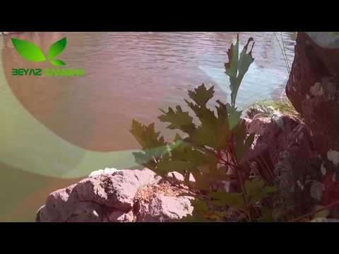 Tarkan Beni Çok Sev