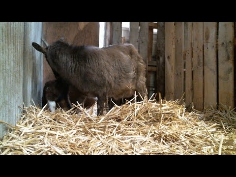 BABY GOAT just born! MORE on the way!!