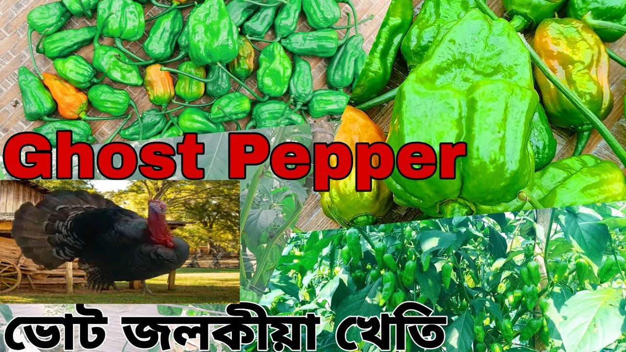 Bhut Jolokia Kheti || Ghost Pepper || ভোট জলকীয়াৰ খেতি || Bhut Jolokia ...