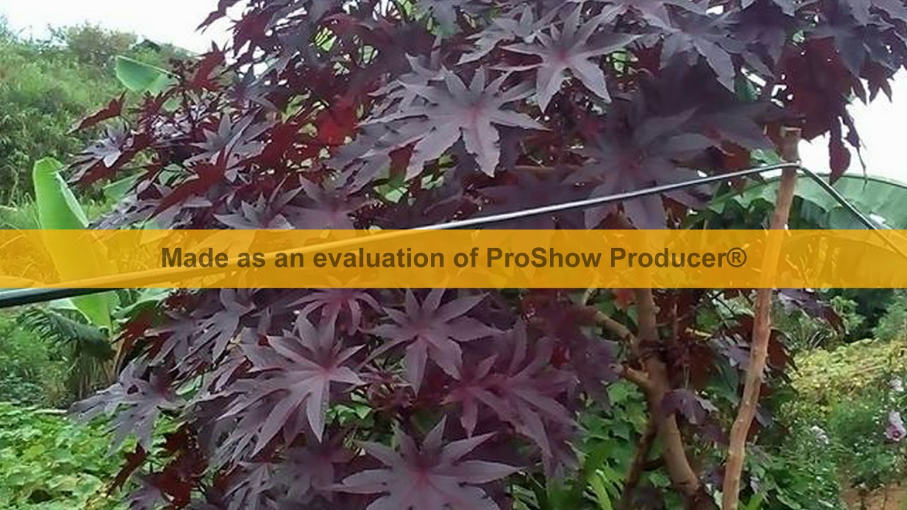 ntoo qaib liab zoo tsev me nyuam poob nqis - YouTube