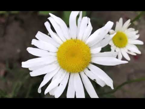 Summer garden tour - short version! 2022