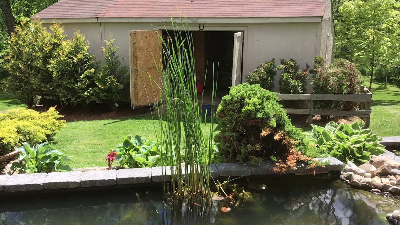 Pond Observation #3 - May 31 - YouTube