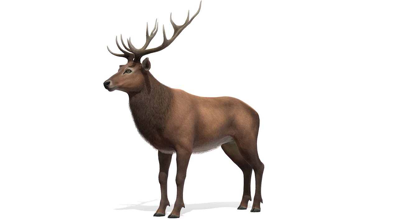 Red Deer stag animations - YouTube