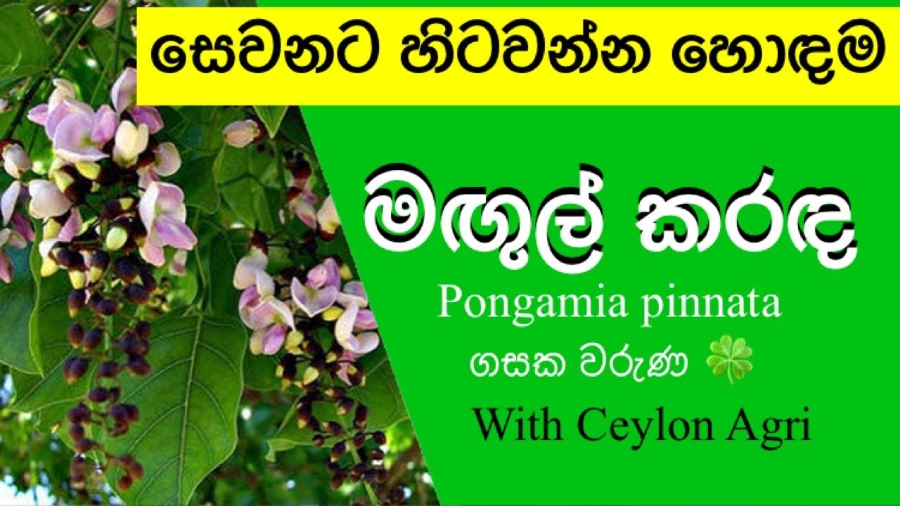 සිසිල් සෙවනක් ගන්න හොදම - මඟුල් කරඳ | Pongamia pinnata | Magul karnda ...