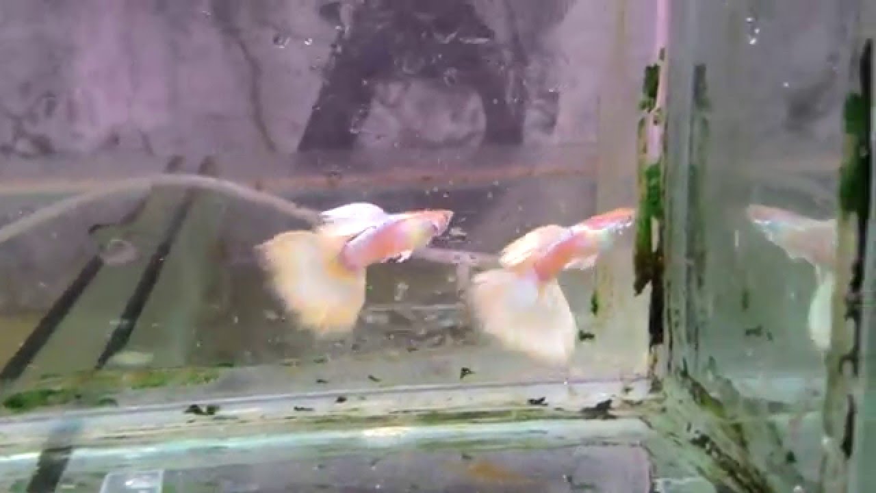 Albino german yellow guppy male delta tail - YouTube