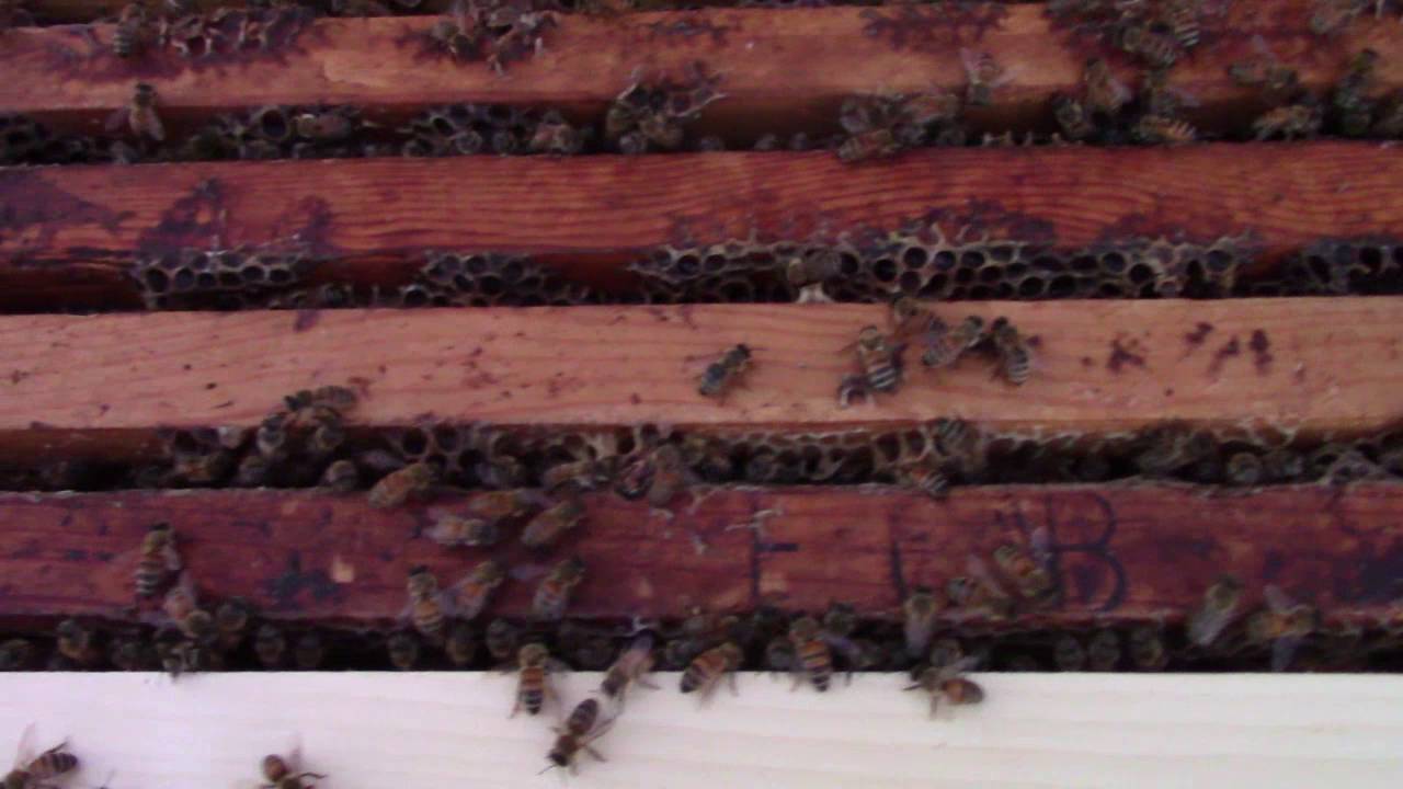 First beehive for a first time beekeeper - YouTube