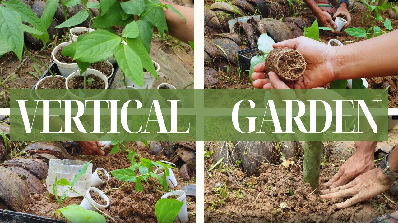 DIY Bamboo Trellis: Transplanting Long Beans: Step-by-step Guide - YouTube