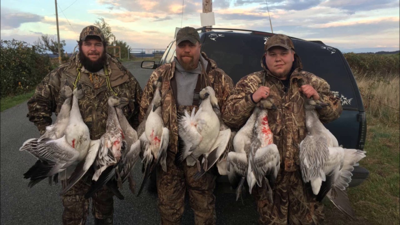 SNOW GOOSE HUNTING - WA State - 2016 - YouTube